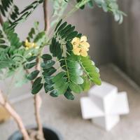 China Yellow Cassia Flowering Artificial Foliage Tree Hotel Decoration for sale
