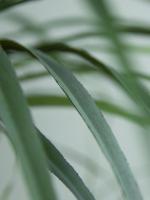 China 180cm Tall Artificial Landscape Trees Showroom Dracaena Potted Plants for sale