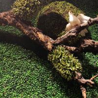 China Green Vertical Artificial Plant Wall Fire Retardant No Smell Custom for sale