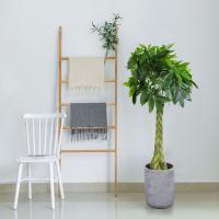 China Artificial Money Tree For Home Hanging Plants Decoration Green Color Plastic Grass Indor Decorati for sale