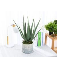 China Plastic Artificial Aloe Vera For Indoor Decoration Fake Plants for sale