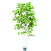 China Ornamental Plant Artificial Radermachera Sinica Natural Greening For Home Decoration for sale