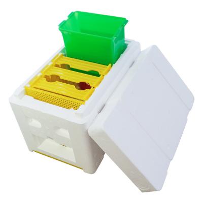 China 3 Frame Plastic Feeder Foam Mini Honey Bee Crossover Hive Beekeeping Hive for sale