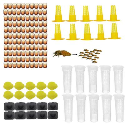 China Beekeeping tools breeding box king table transfer needle queen bee breeding box queen bee protective cover for sale