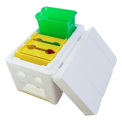 China Upgraded 3-frame plastic feeder foam mini bee mating box beekeeping beehive for sale