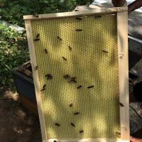 China Bee natural processing honeycomb beeswax heightened nest foundation with wooden frame beehive tool for sale