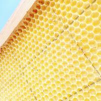 China Bee natural processing honeycomb beeswax heightened nest foundation with wooden frame beehive tool for sale
