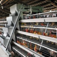 China Automatic Poultry Farming Equipment Chicken Layer Battery Cage 1.9m×45cm×40cm with 3.2mm Galvanized Steel for sale