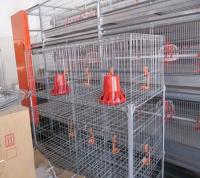 China Automatic Poultry Farming Equipment Chicken Layer Battery Cage 1.9m×45cm×40cm with 3.2mm Galvanized Steel for sale