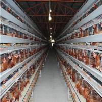 China Automatic Poultry Farming Equipment Chicken Layer Battery Cage 1.9m×45cm×40cm with 3.2mm Galvanized Steel for sale