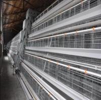 China Full Automatic Poultry Feeding System with Manure Cleaning - 1.9m Chicken Cages in 3.2mm Galvanized Steel for sale
