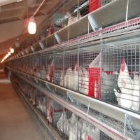 China Full Automatic Poultry Feeding System with Manure Cleaning - 1.9m Chicken Cages in 3.2mm Galvanized Steel for sale