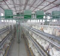 China Full Automatic Poultry Feeding System with Manure Cleaning - 1.9m Chicken Cages in 3.2mm Galvanized Steel for sale