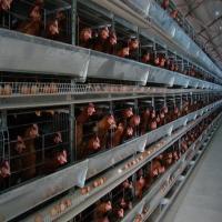 China Full Automatic Poultry Feeding System with Manure Cleaning - 1.9m Chicken Cages in 3.2mm Galvanized Steel for sale