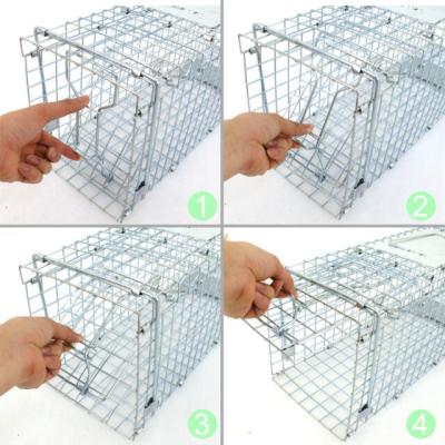 China Collapsible Live Animal Trap Cage 45x25x30cm & 120x50x50cm Galvanized Steel for Wildlife Management for sale