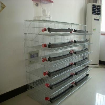 China Automatic Quail Battery Cage System 1.8m x 0.6m with Water System for 240 Birds for sale