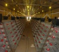 China Automatic Quail Battery Cage System 1.8m x 0.6m with Water System for 240 Birds for sale