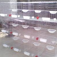 China 4 Tier Wire Mesh Racing Pigeon Breeding Cage System - 2m x 0.55m x 1.8m with 2.3mm Galvanized Steel Construction for sale