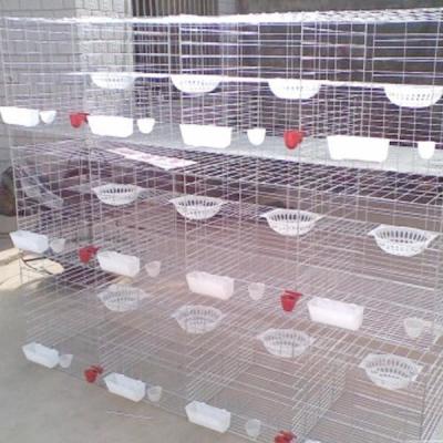 China 4 Tier Wire Mesh Racing Pigeon Breeding Cage System - 2m x 0.55m x 1.8m with 2.3mm Galvanized Steel Construction for sale