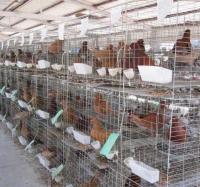 China 4 Tier Wire Mesh Racing Pigeon Breeding Cage System - 2m x 0.55m x 1.8m with 2.3mm Galvanized Steel Construction for sale
