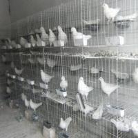China 4 Tier Wire Mesh Racing Pigeon Breeding Cage System - 2m x 0.55m x 1.8m with 2.3mm Galvanized Steel Construction for sale