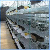 China 4 Tier Wire Mesh Racing Pigeon Breeding Cage System - 2m x 0.55m x 1.8m with 2.3mm Galvanized Steel Construction for sale