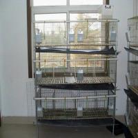 China 3-Tier Rabbit Cage System 1.2m x 50cm x 1.5m with Automated Drinking and 12 Breeding Spaces for sale
