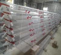 China Automatic Layer Chicken Cage 240 Quail Capacity Galvanized Wire Poultry Equipment for sale