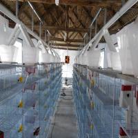 China Wholesale Full Automatic Wire Mesh Quail Cage 180x60x20cm 240 Quail Capacity for sale