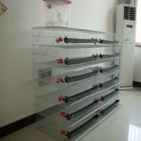 China Commercial Layer Quail Cages 180x60x20cm Galvanized Wire 240 Quail Capacity for sale