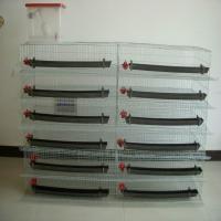China Commercial Layer Quail Cages 180x60x20cm Galvanized Wire 240 Quail Capacity for sale