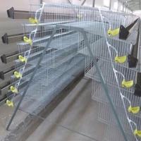 China Commercial Layer Quail Cages 180x60x20cm Galvanized Wire 240 Quail Capacity for sale