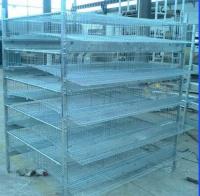 China Commercial Layer Quail Cages 180x60x20cm Galvanized Wire 240 Quail Capacity for sale