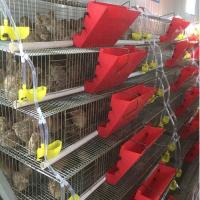 China Commercial Layer Quail Cages 180x60x20cm Galvanized Wire 240 Quail Capacity for sale