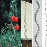 China Tomato Growing Spiral Plant Support Wire - 1.8m Height, 6-8mm Diameter, Galvanized Steel Construction for sale