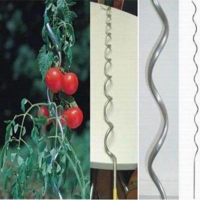 China Tomato Growing Spiral Plant Support Wire - 1.8m Height, 6-8mm Diameter, Galvanized Steel Construction for sale
