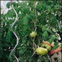 China Galvanized Tomato Spiral Support Wire 1.8m Height 8mm Diameter for Plant Growth for sale