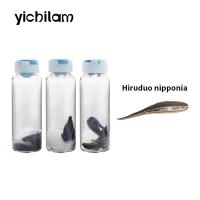 China Native Hungry Living Hirudo Leech Therapeutic With 45 Days Shelf Life for sale