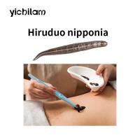China Biological Medicinal Leeches Powerful Hirudo Verbana Standardized for sale