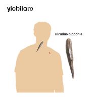 China Modern Leech For Medical Use Hirudo Therapy Anti Inflammatory ISO9001 ISO45001 ISO12001 Certified for sale