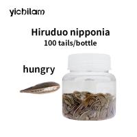 China Artificial Breeding Hungry Medicinal Leeches Hirudo Nipponia 3-5cm Length For Leech Therapy for sale