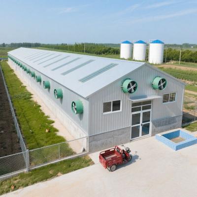 China Prefabricated Steel Structure Chicken House Farm Building 100m Length 12m Width for sale
