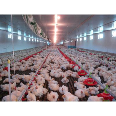 China Prefabricated Layer Broiler Chicken House 280km/h Wind Resistance 200kg/m² Snow Load for sale