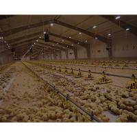 China Modern Design Chicken Layer Broiler Poultry Farm Building Galvanized Steel Frame 280kmh Wind Resistant for sale