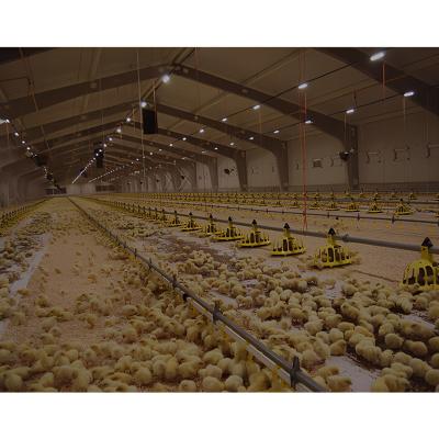 China Modern Design Chicken Layer Broiler Poultry Farm Building Galvanized Steel Frame 280kmh Wind Resistant for sale
