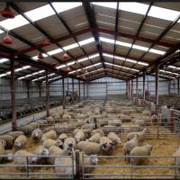 China Customized Prefab Farm Building Light Steel Structure Sheep Shed 100-10000 sqm for sale