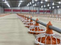 China 14/16 partitions Poultry Farm Equipment Plastic Chicken Feeders And Drinkers for sale