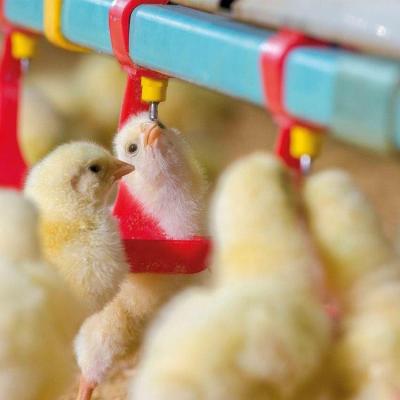 China 330mm  Poultry Feeder Drinker 65 broiler Automatic Feeding System For Poultry for sale