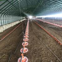 China 45-60 Chicken Poultry Farm Equipment 3 pan/3m Poultry Farm Feeding System for sale