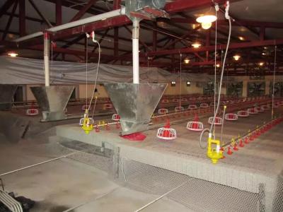 China CE Certification Chicken Poultry Equipment Easy Installation for sale